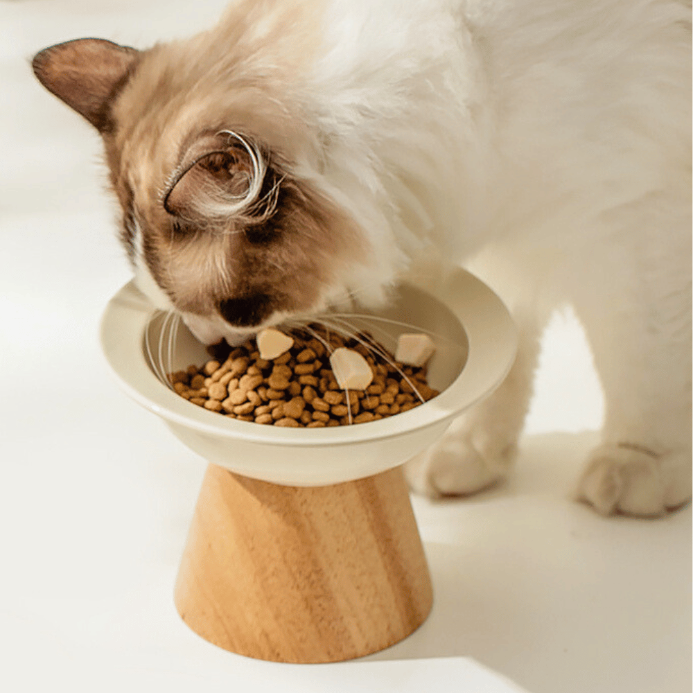 Shallow Ceramic Pet Plates & Bowls | KinKo